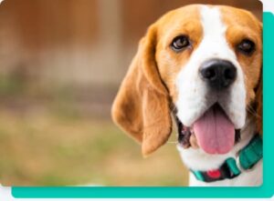 Beagle Street Life Insurance | Get a Life Insurance quote today